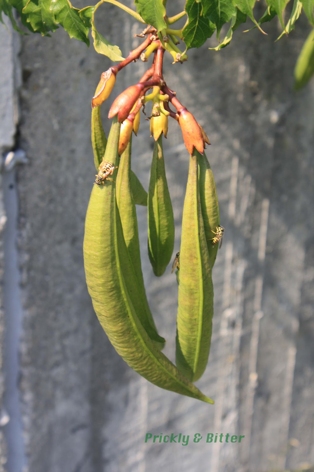 Prickly and Bitter: The noxious cow itch vine