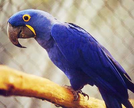 lucasluca: especies de animais em extinção