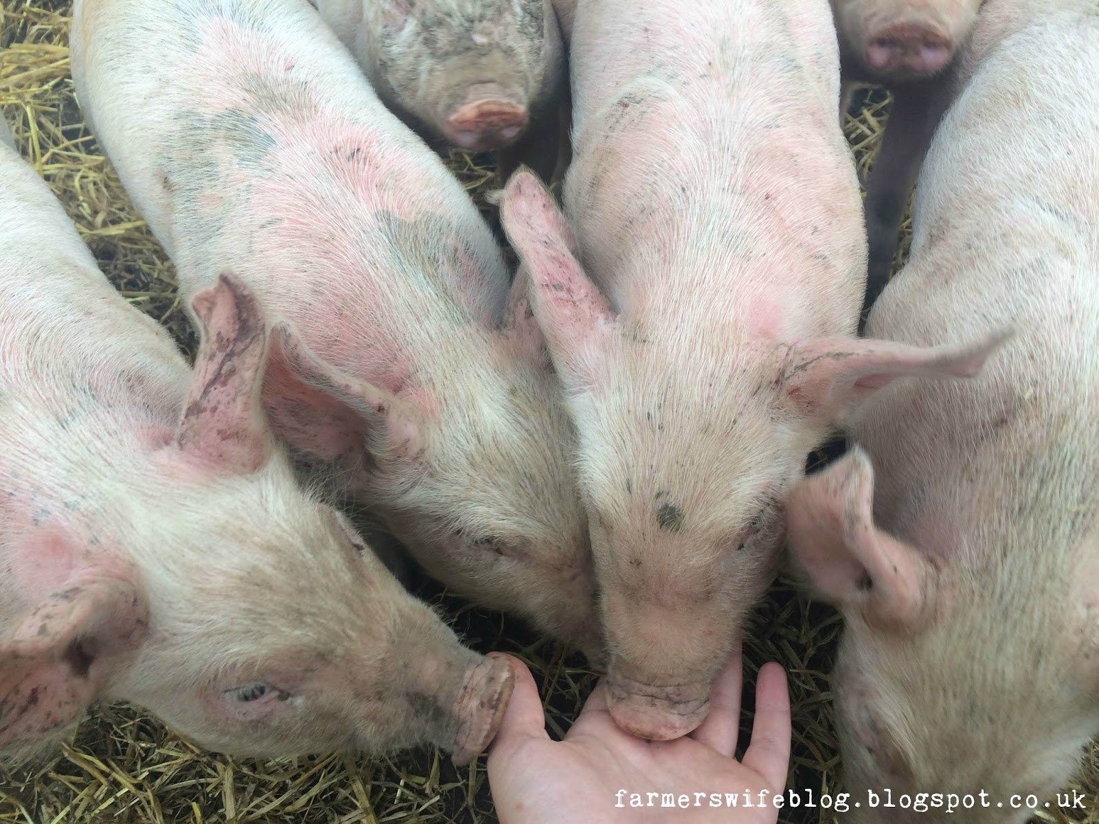 The Life of a Farmers Wife: A Farmer's Wife