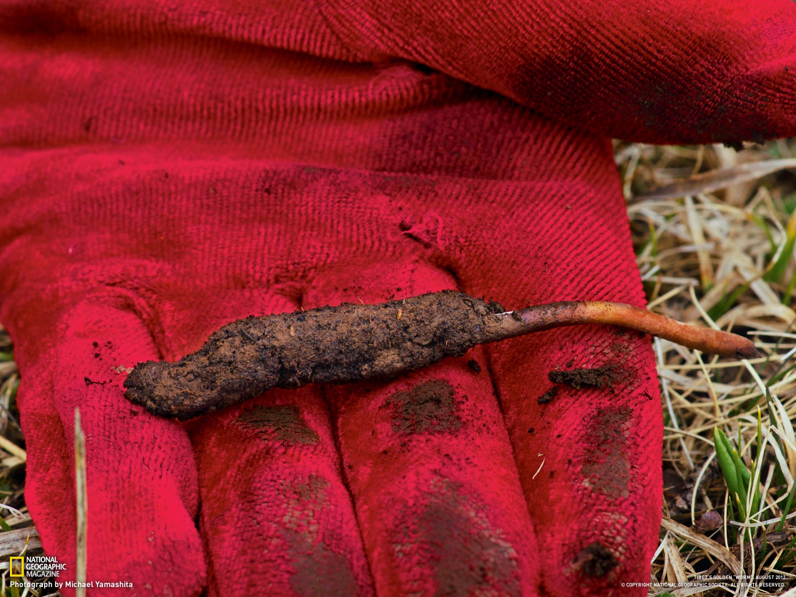 Yartsa Gunbu: A FUNGUS WORTH MORE THAN GOLD