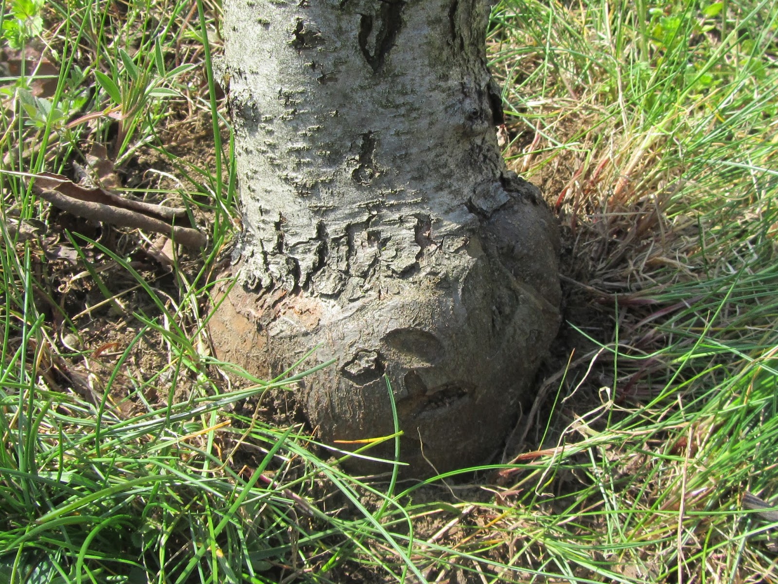 Cos'è un Innesto? A Cosa Serve Innestare le Piante da Frutto? | Il ...