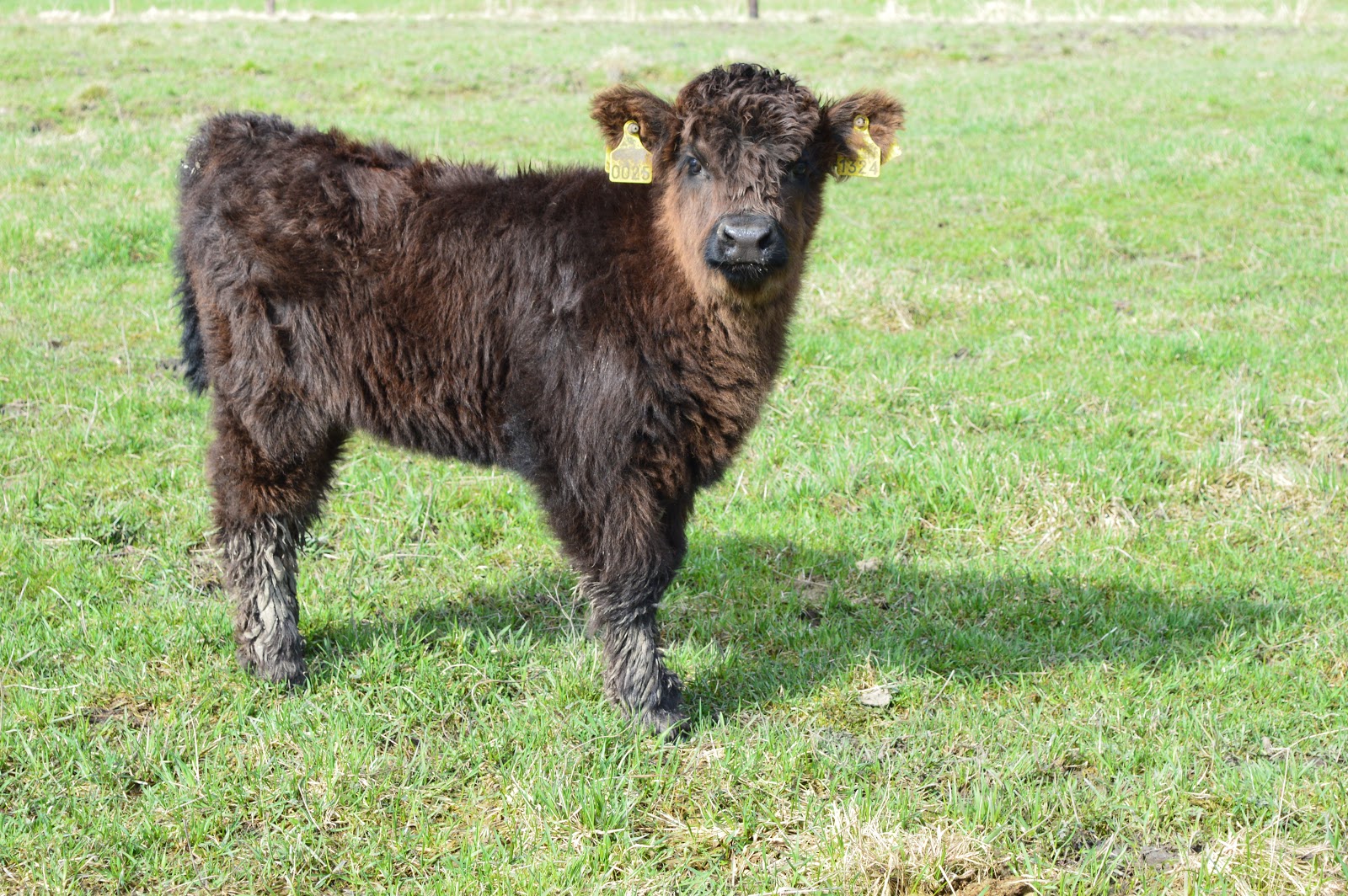 Boe's Highland Cattle: D-vasikat / D-kalvar (2018)