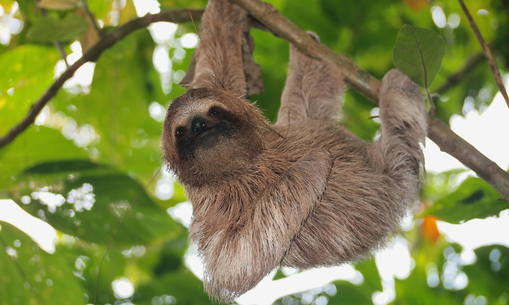 GEOGRAFI LINGKUNGAN: SLOTH : KUKANG PEMALAS YANG BERGERAK LAMBAN DARI ...