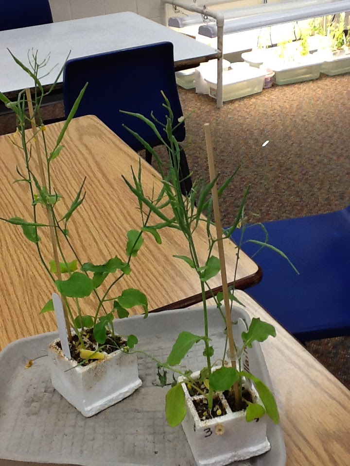 allaina's wisconsin fast plants