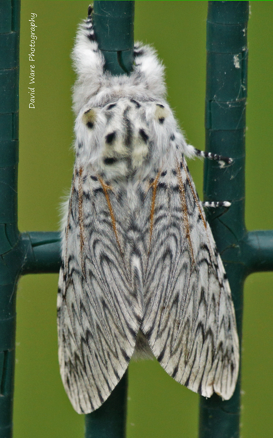Tophill Low Nature Reserve: Homeward bound