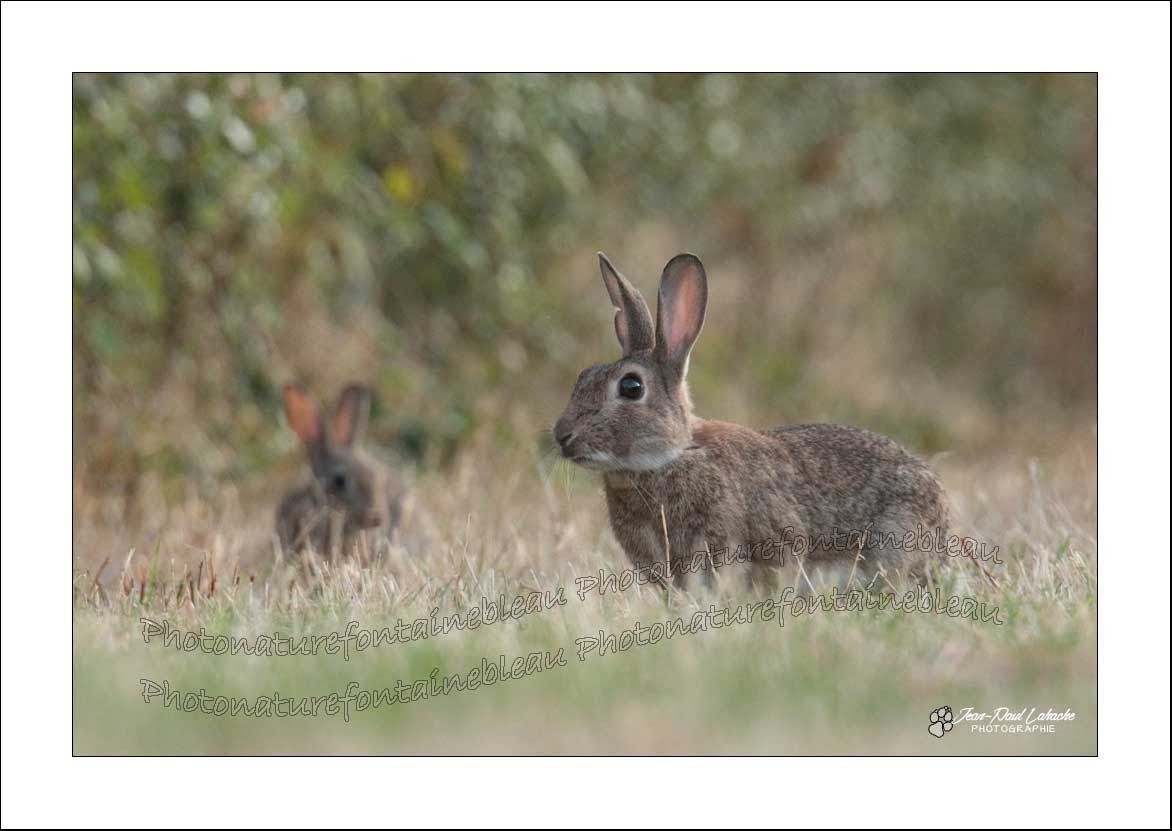 Une matinée avec les Lapins de garenne. Note N° 2017 078