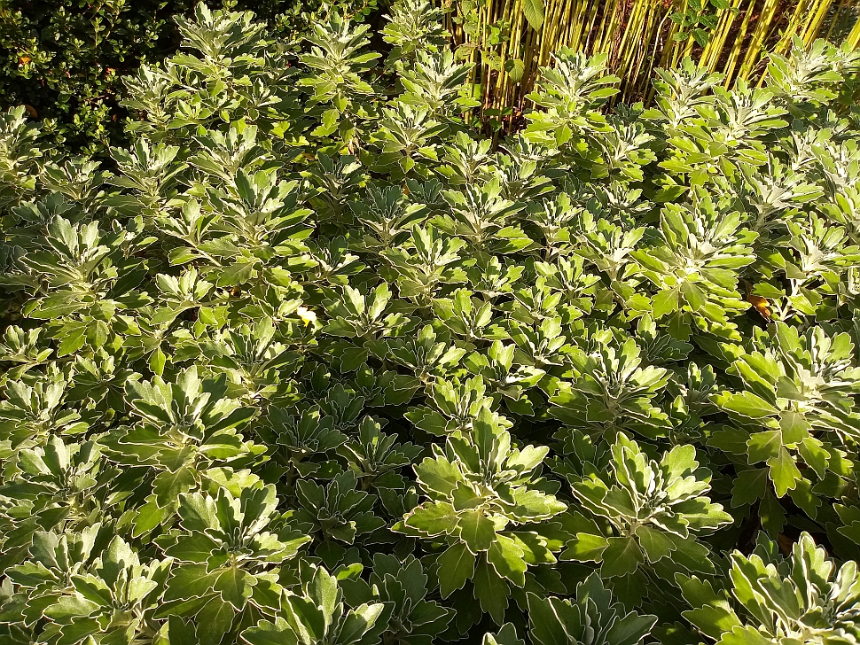 Future Plants by Randy Stewart: Ajania