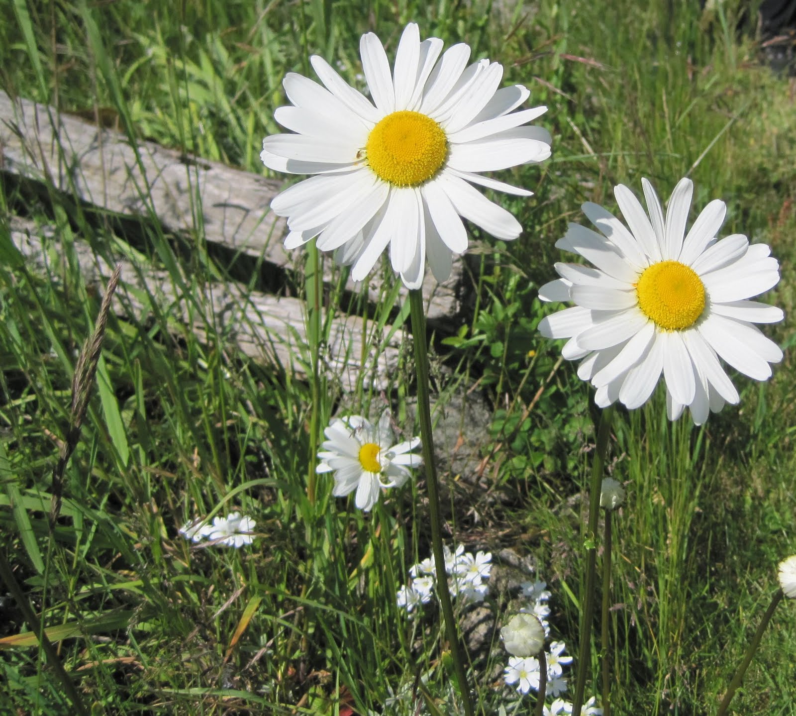 Pieceful Afternoon: A Day In A Friend's Yard