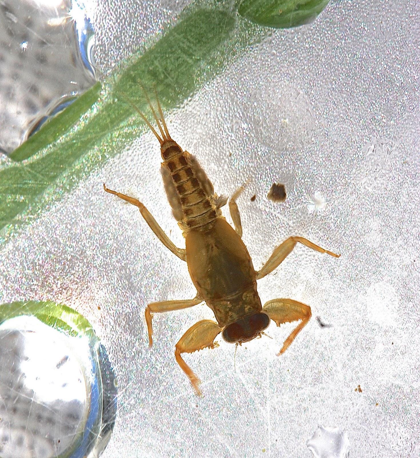 Aquatic Insects of Central Virginia: EPT Species List for Central ...