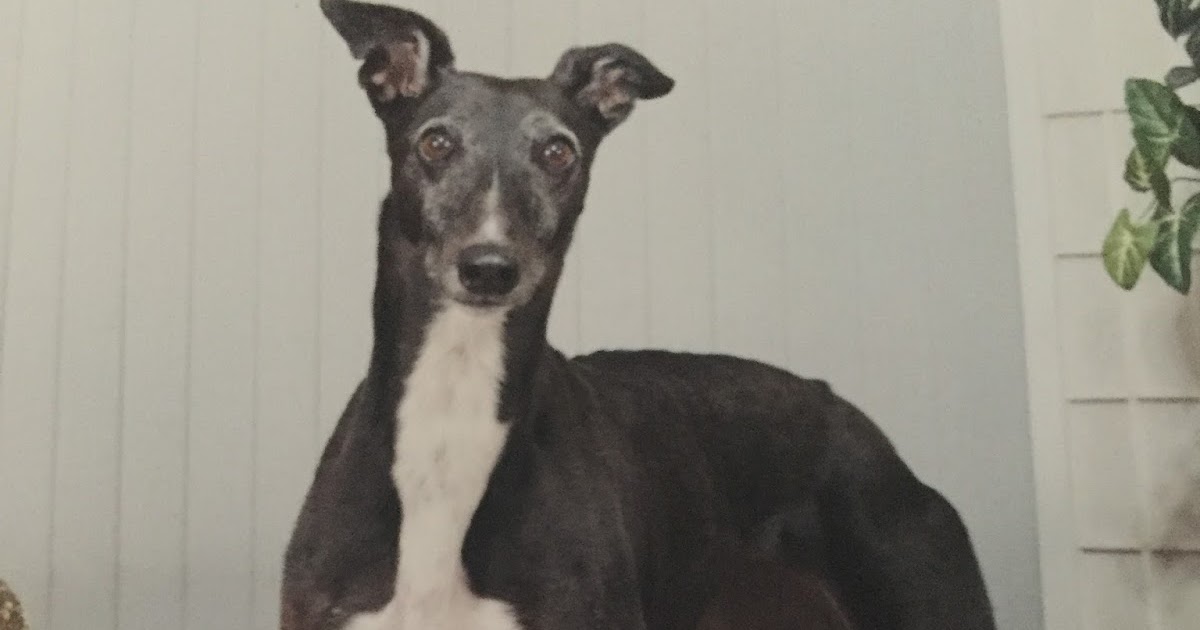 Greyhound Roo: What's in a Name?