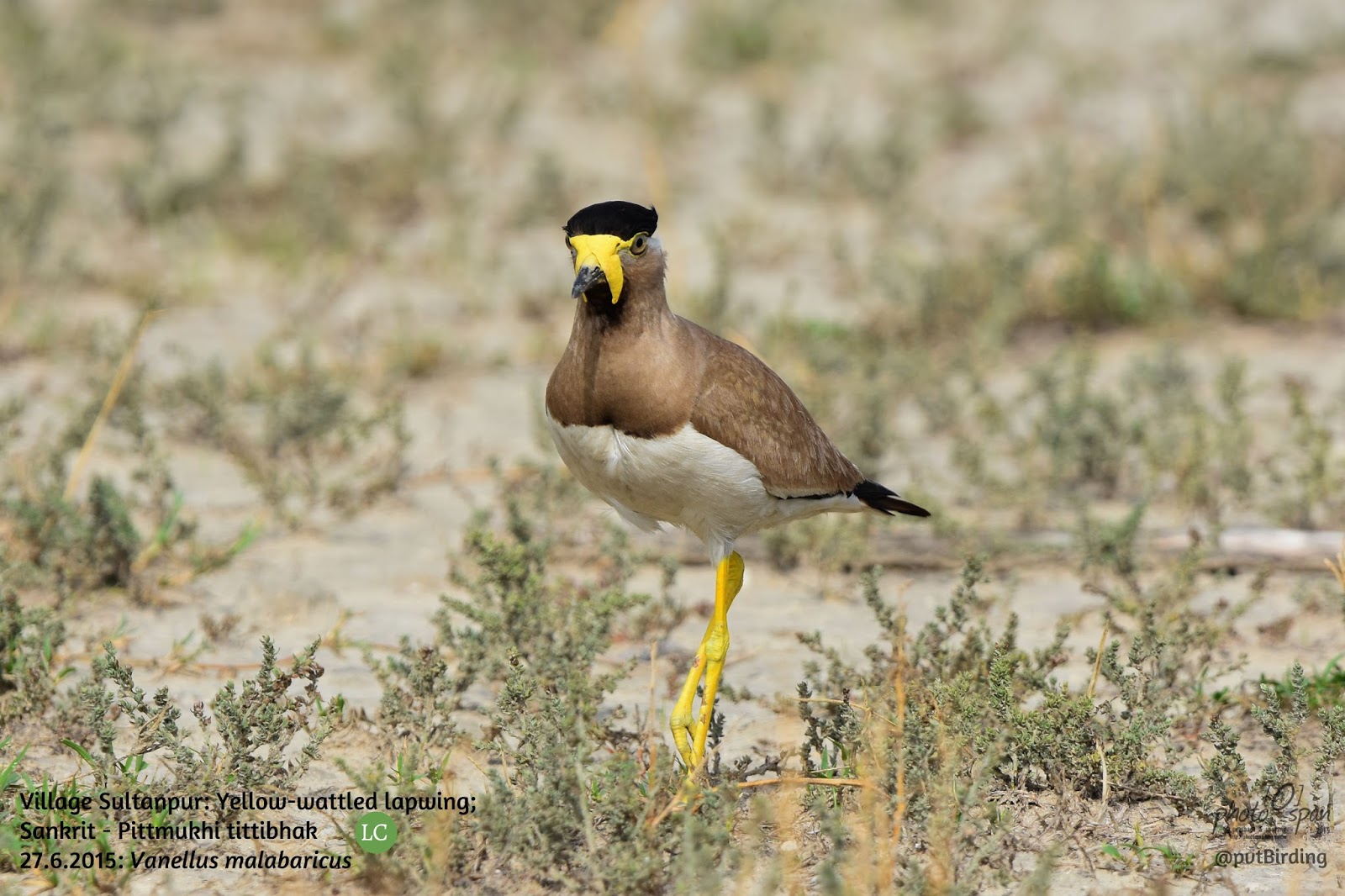 Yellow-wattled lapwing: Vanellus malabaricus | Photo Span