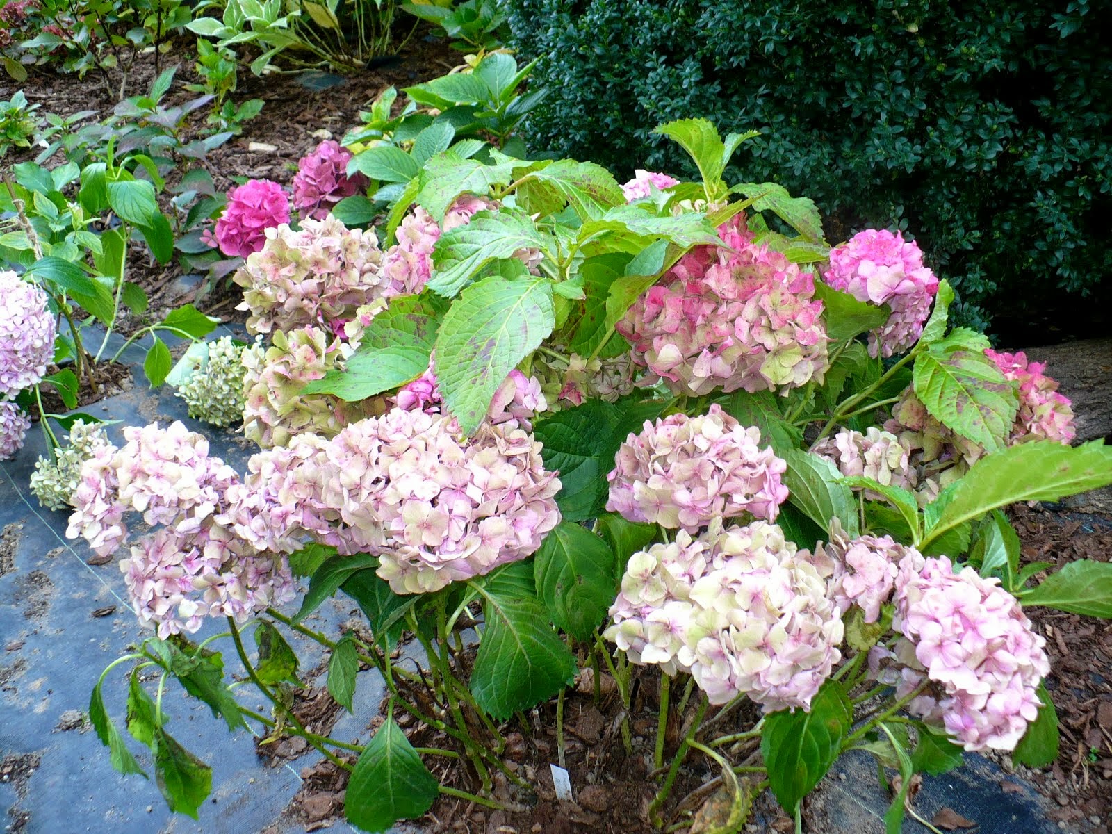 Hydrangea, Hortensja: Hydrangea macrophylla (Hortensja ogrodowa) 'Altona'
