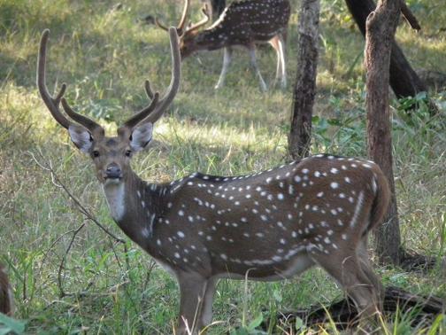 Tamilnadu Tourism: Vallanadu Wildlife Sanctuary, Thoothukudi