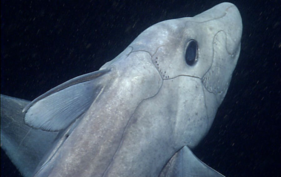 Scientia potentia est: Rare Ghost Shark was filmed for the first time ...