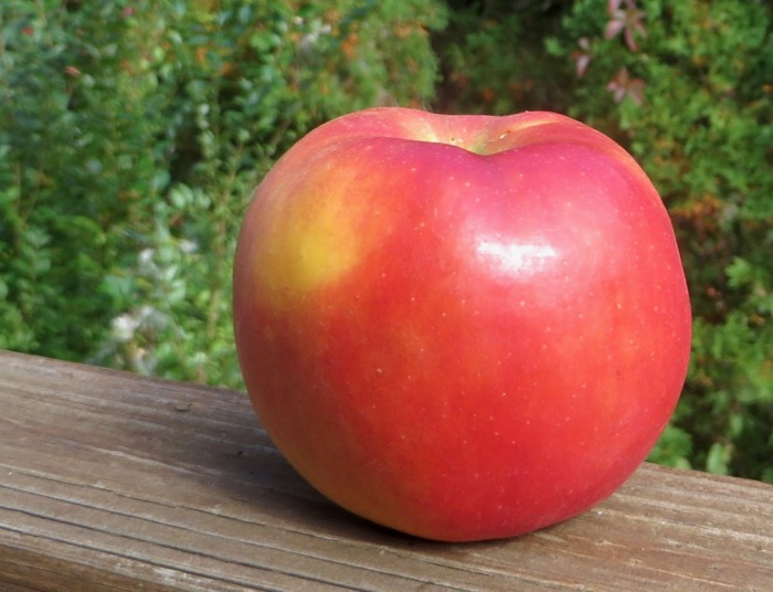 The (few) stars of 2019 - Adam's Apples