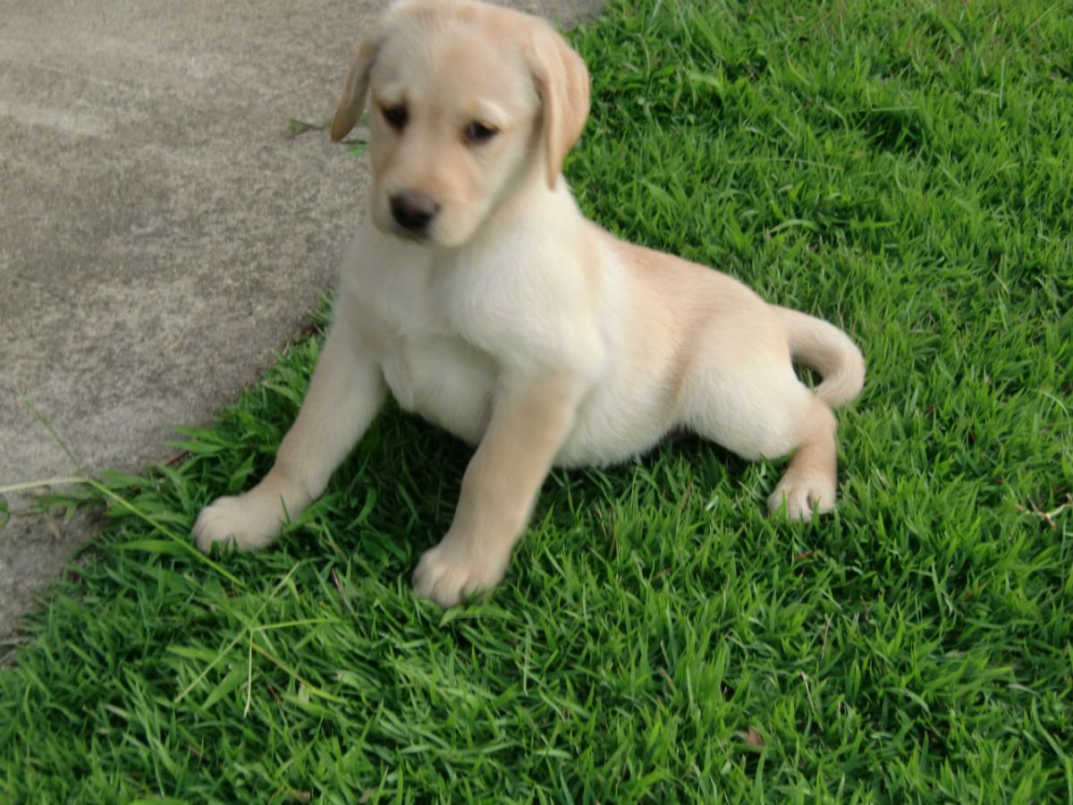 Só Patas & Pelos: Um pouco sobre raças de cães #1: Labrador retriever