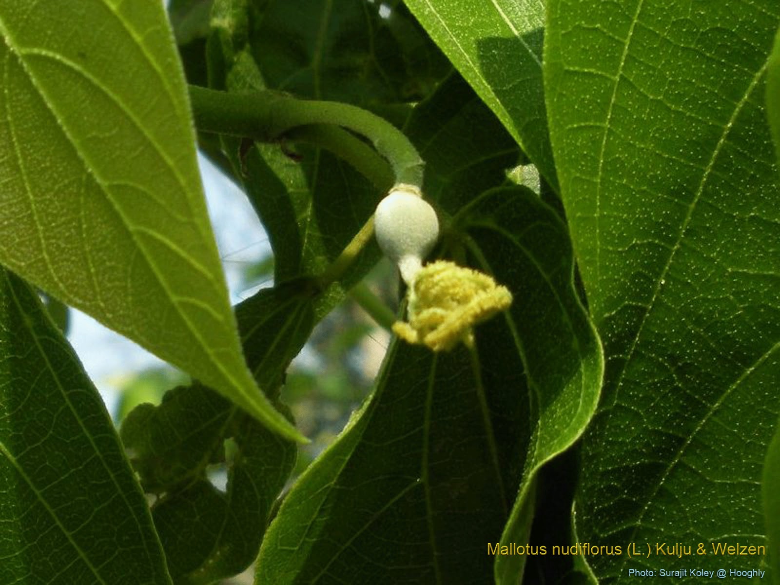 Mallotus (planta); Planta Mallotus; Árbol de Kamala