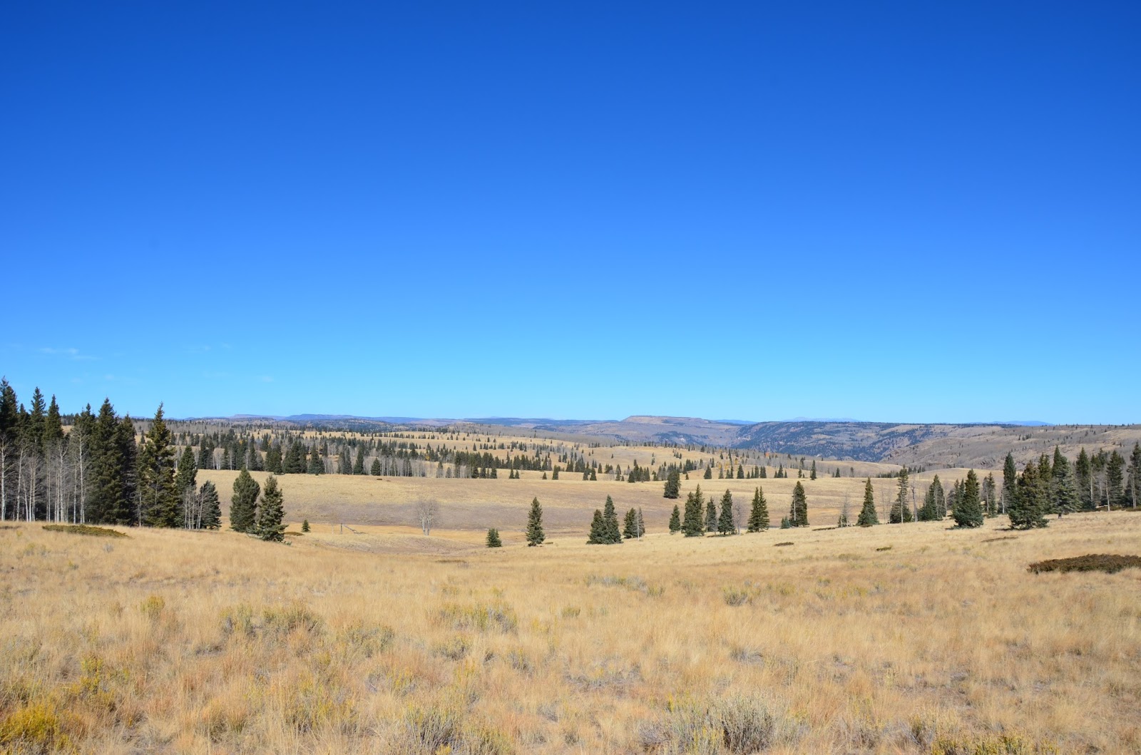 OUTDOORS NM: Otter Olshansky: A lonely death on New Mexico's ...