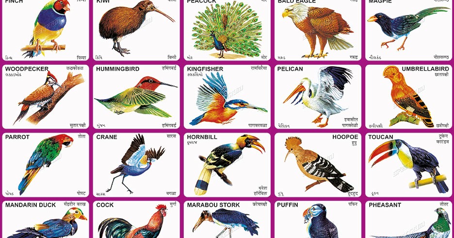Types Of Bird Feathers Chart