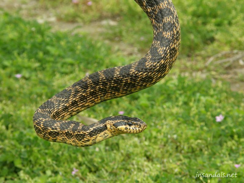 ..по сандали..: Пъстрият смок (Elaphe sauromates)