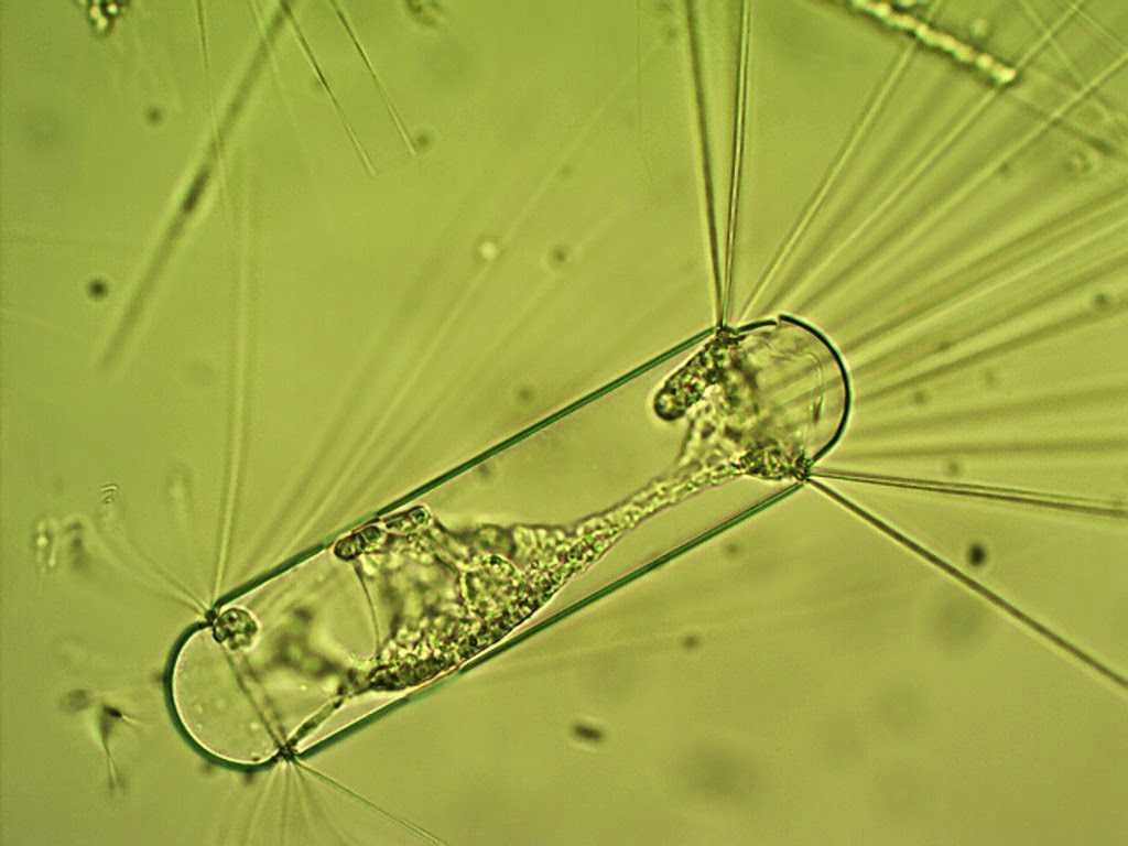 Investigación Antártica del Laboratorio de Ictioplancton (LABITI ...