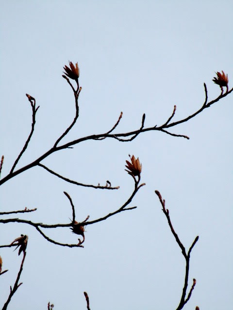 Outside Now: Tulip Tree Seed Pods in Winter