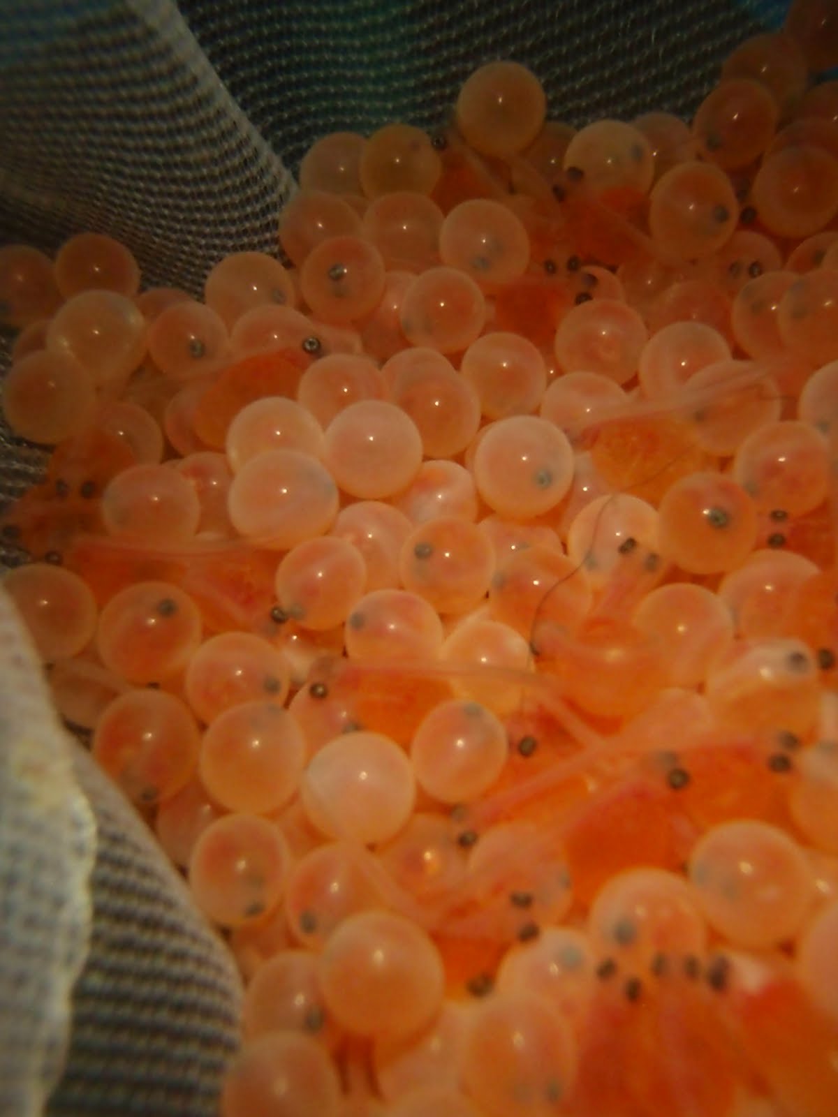 Henry's Fork Caldera Project