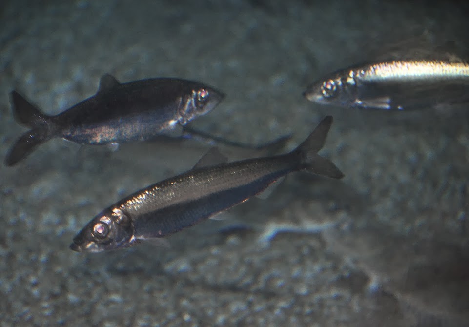 ZOOTOGRAFIANDO (6.100 ANIMALS): ARENQUE (Clupea harengus)