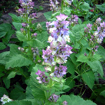Backyard Patch Herbal Blog: Herb of the Week - Clary Sage