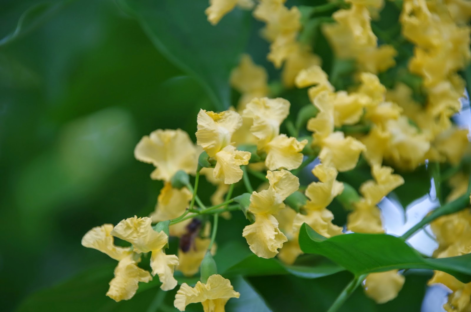 Trees and Plants: Angsana