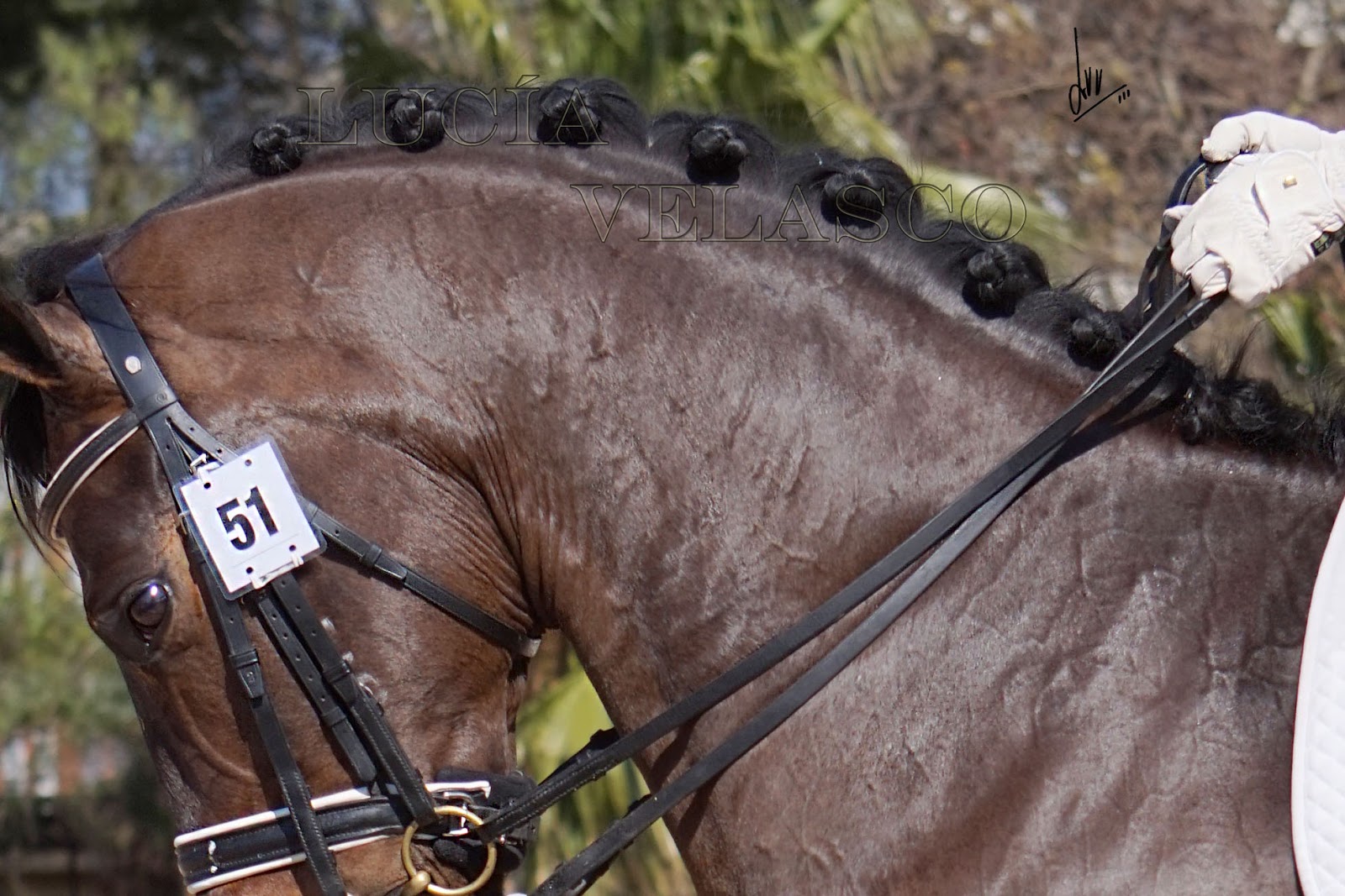 Lucia Velasco fotografia equina: Peinados de crines