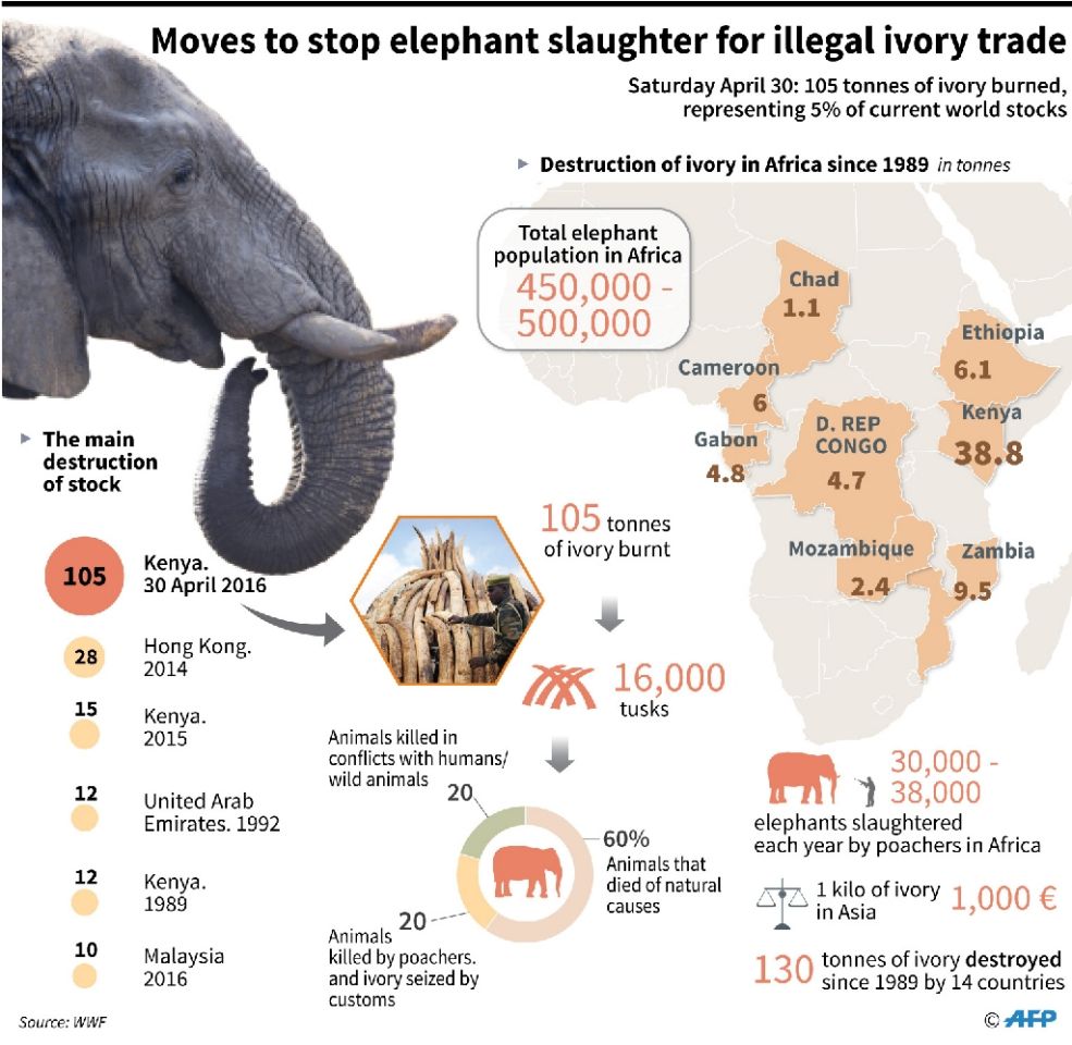 Cempaka Africa: US announces near-total ban on African elephant ivory trade