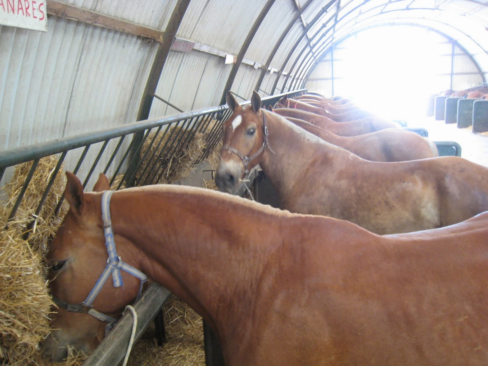 Centro Hípico Los Ciruelos: La alimentación de los caballos