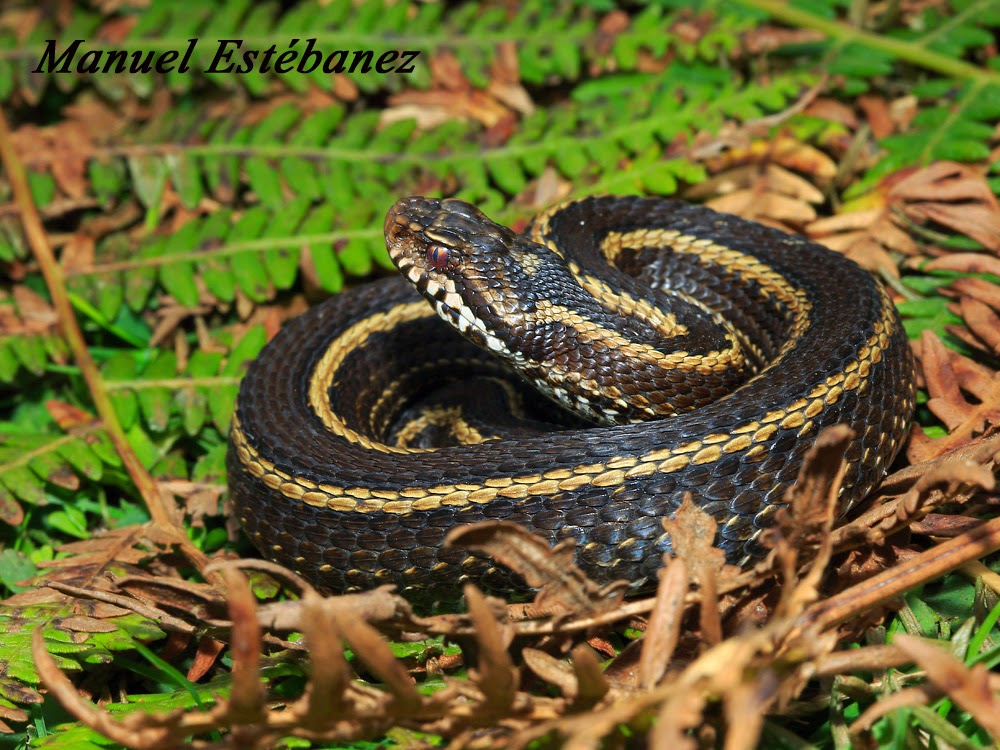 Miradas Cantábricas: Víbora de Seoane o cantábrica (Vipera seoanei ...