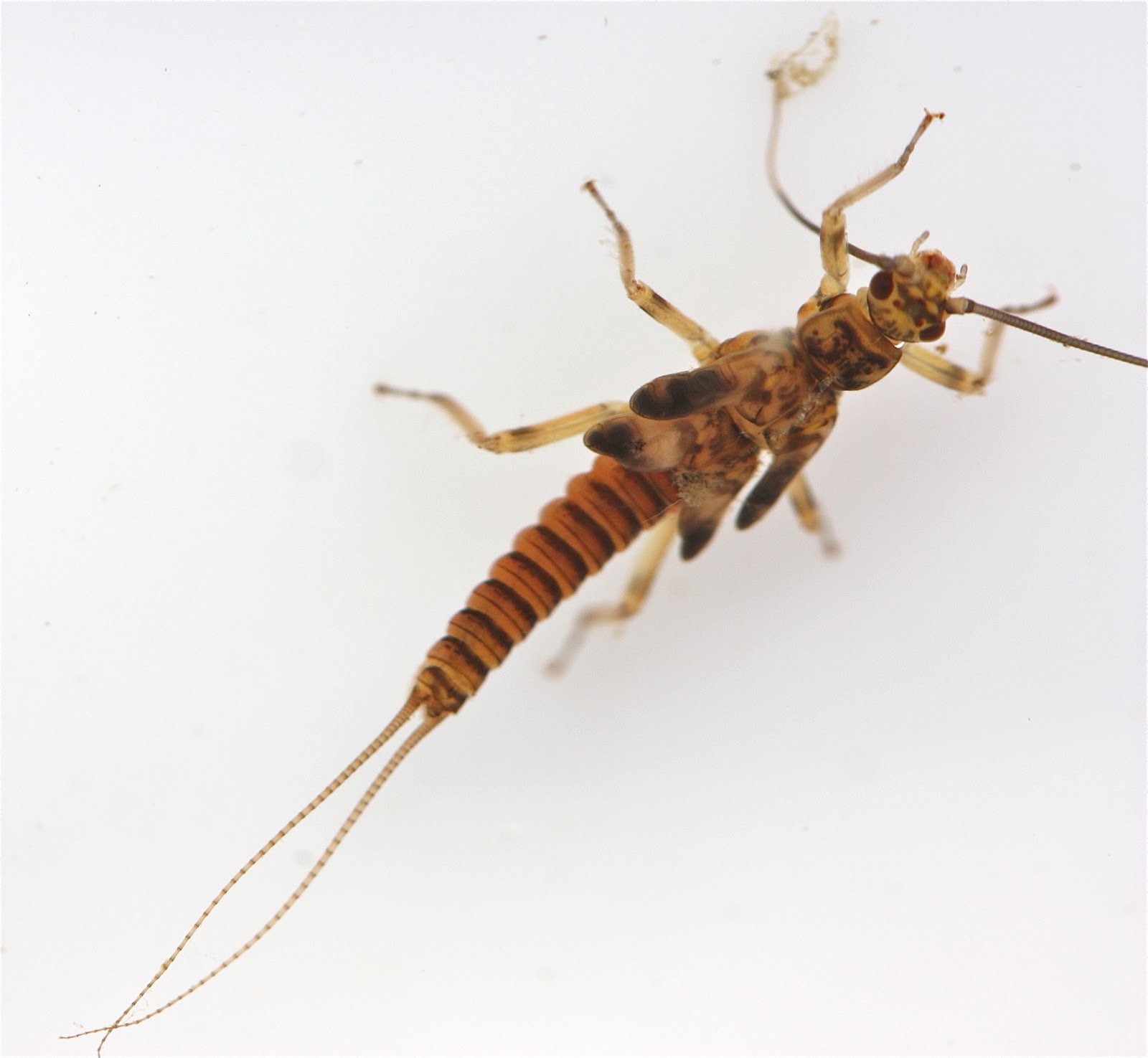 Aquatic Insects of Central Virginia: Stream Reports: Powells Creek and ...