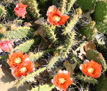 Hoot Owl Hollow: More Cactus