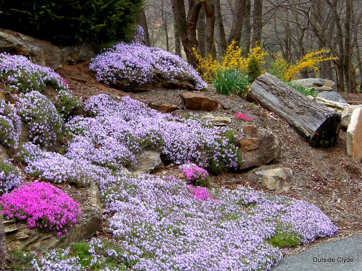 Outside Clyde: Creeping Phlox