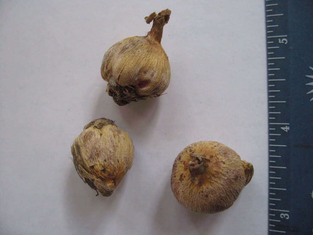 Mother Nature's Backyard - A Water-wise Garden: Gardening with ...