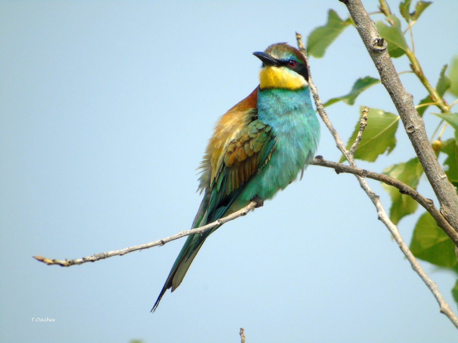 PASARI DIN ROMANIA: PRIGORIE, Merops apiaster