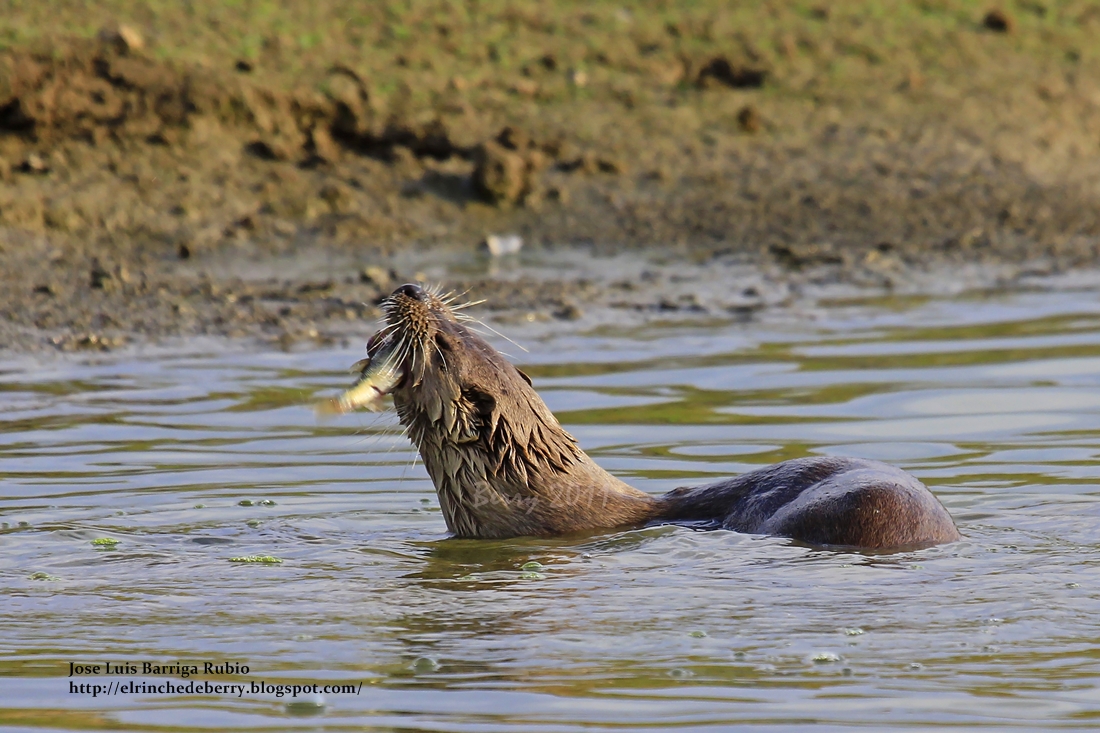 El Rinche de Berry : Fauna