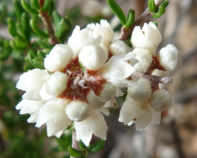 ANPS does Black Mountain