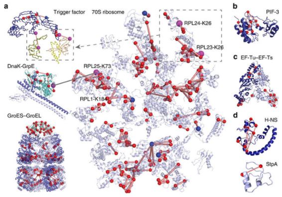 News in Proteomics Research: Global proteome-scale crosslinking ...