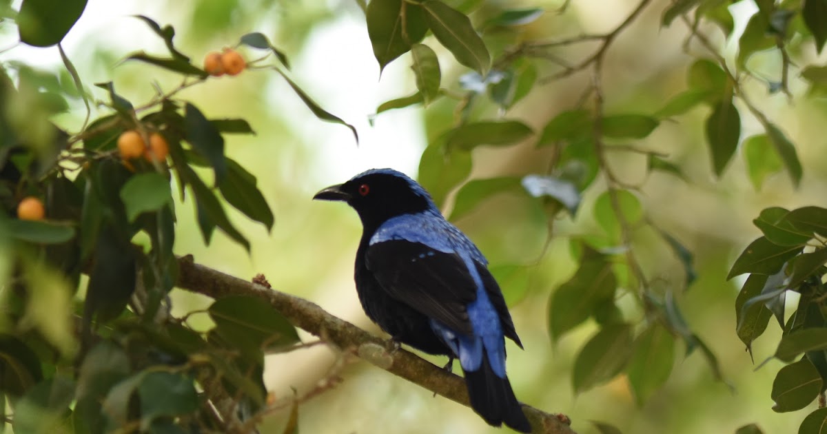 ZOOTHERA BIRDING BLOG: Kaeng Krachen