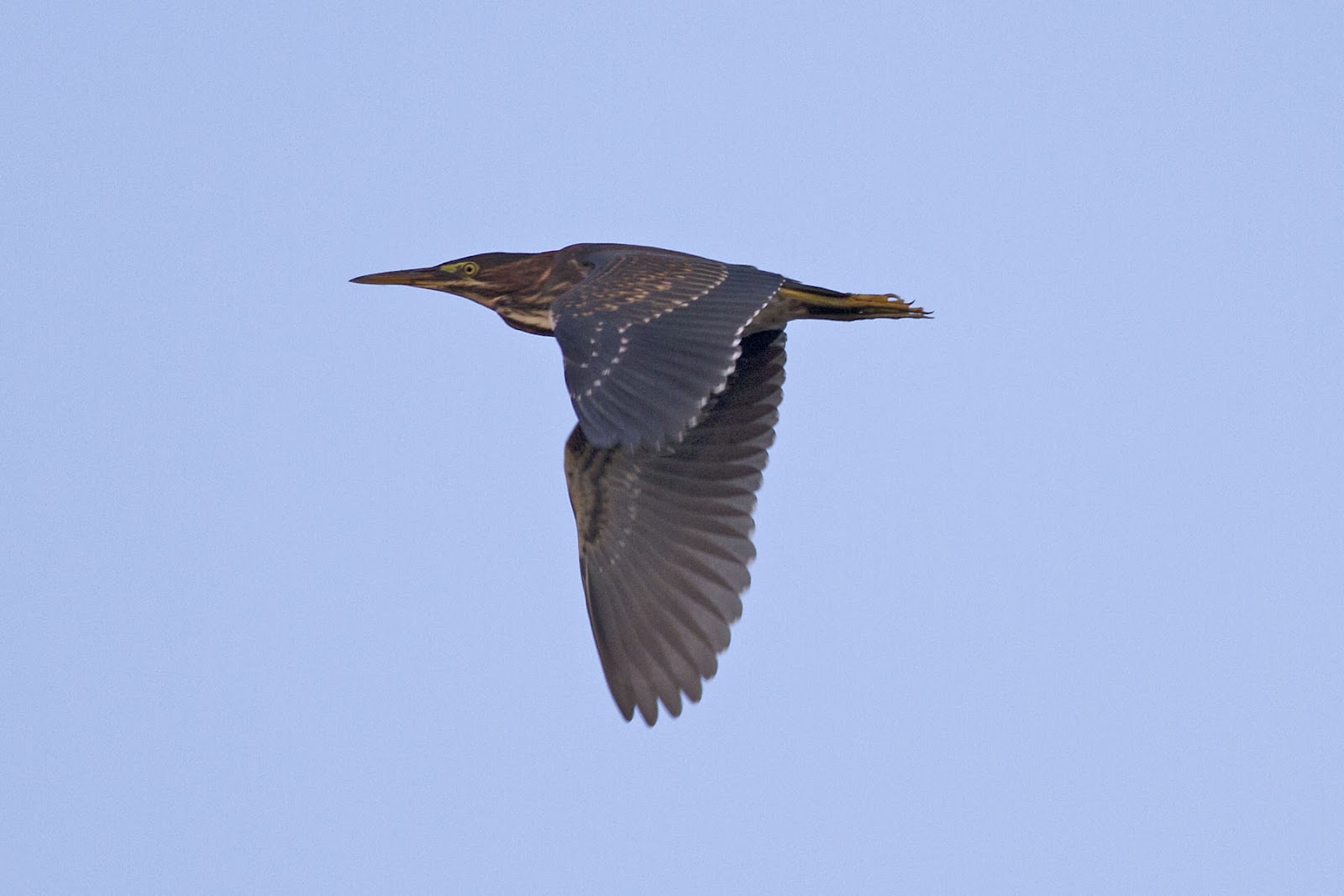 Ann Brokelman Photography: The Night of the Green Herons - 12 of them ...