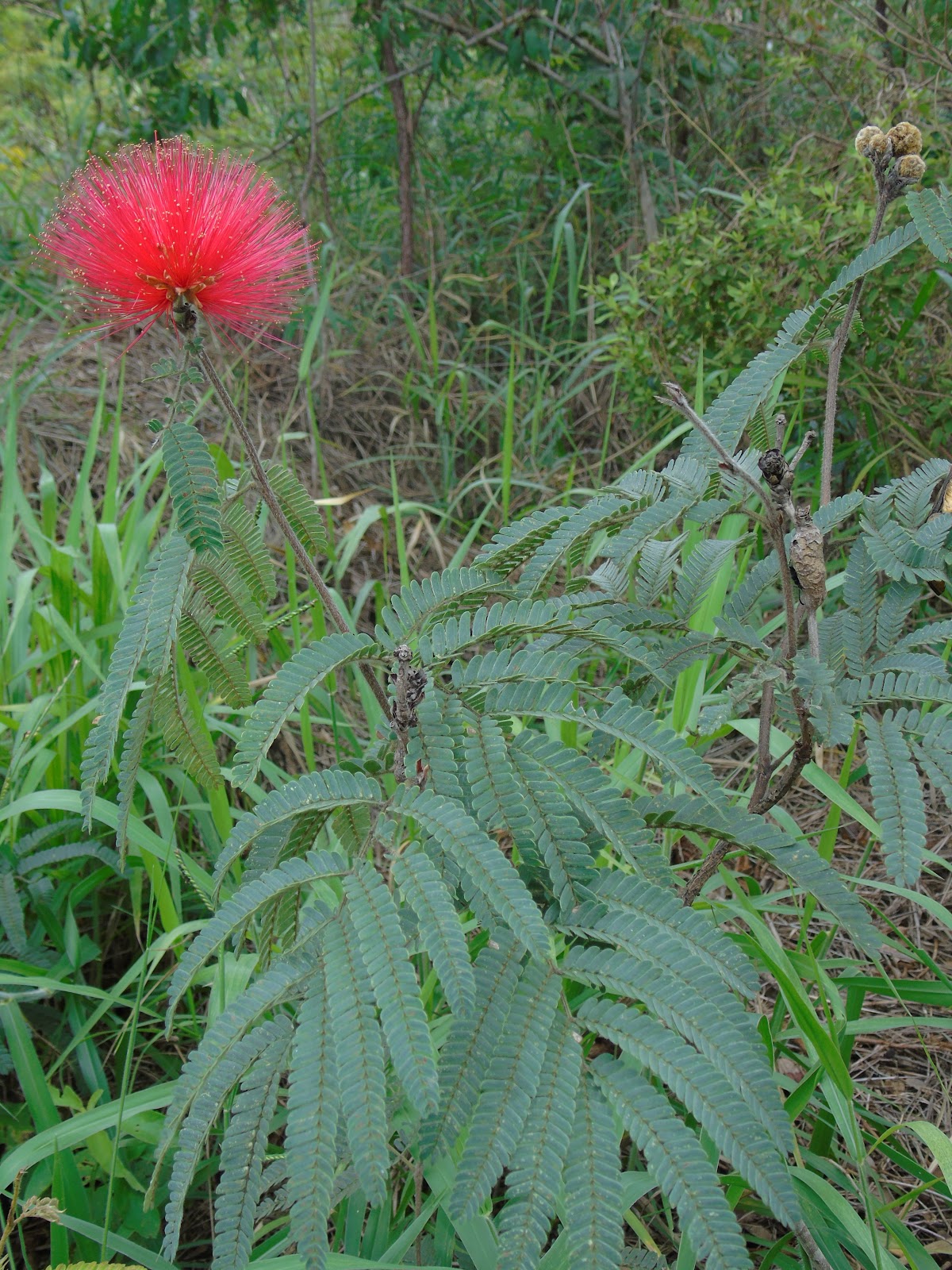 Caliandra (Calliandra dysantha Benth) | A planta da vez