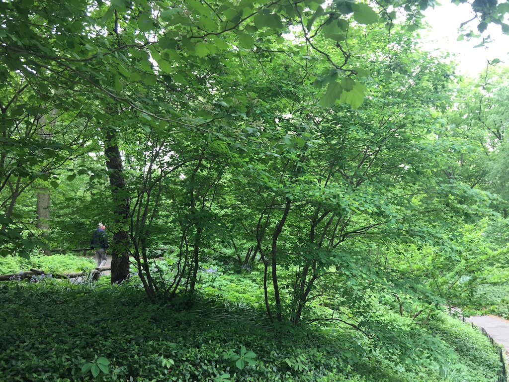 A Rambling Walk in Central Park from Summit Rock to Conservatory Water