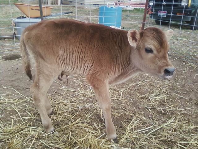 Everstuff Ranch: The new calf is here. Boys got their feet trimed