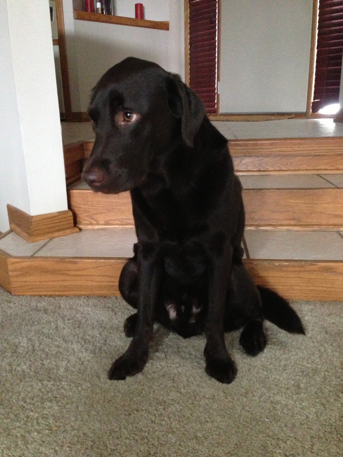 Canine Megaesophagus: Excessive Drooling