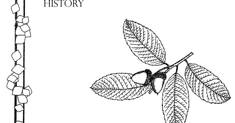 Waking Up on Turtle Island: A Yurok Forest History (1994)