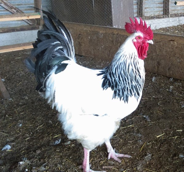 It's An Adventure: Breed Profile - Light Sussex chicken